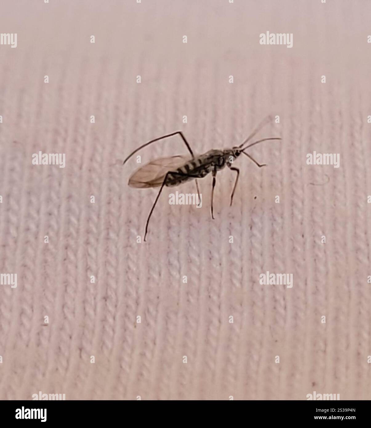 pine needle aphid (Eulachnus rileyi Stock Photo - Alamy