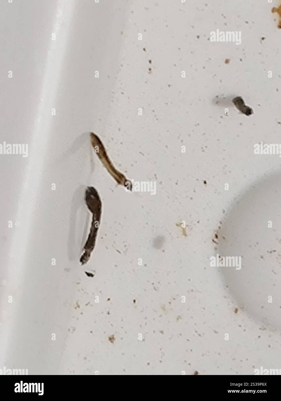 Sandflies hi-res stock photography and images - Alamy