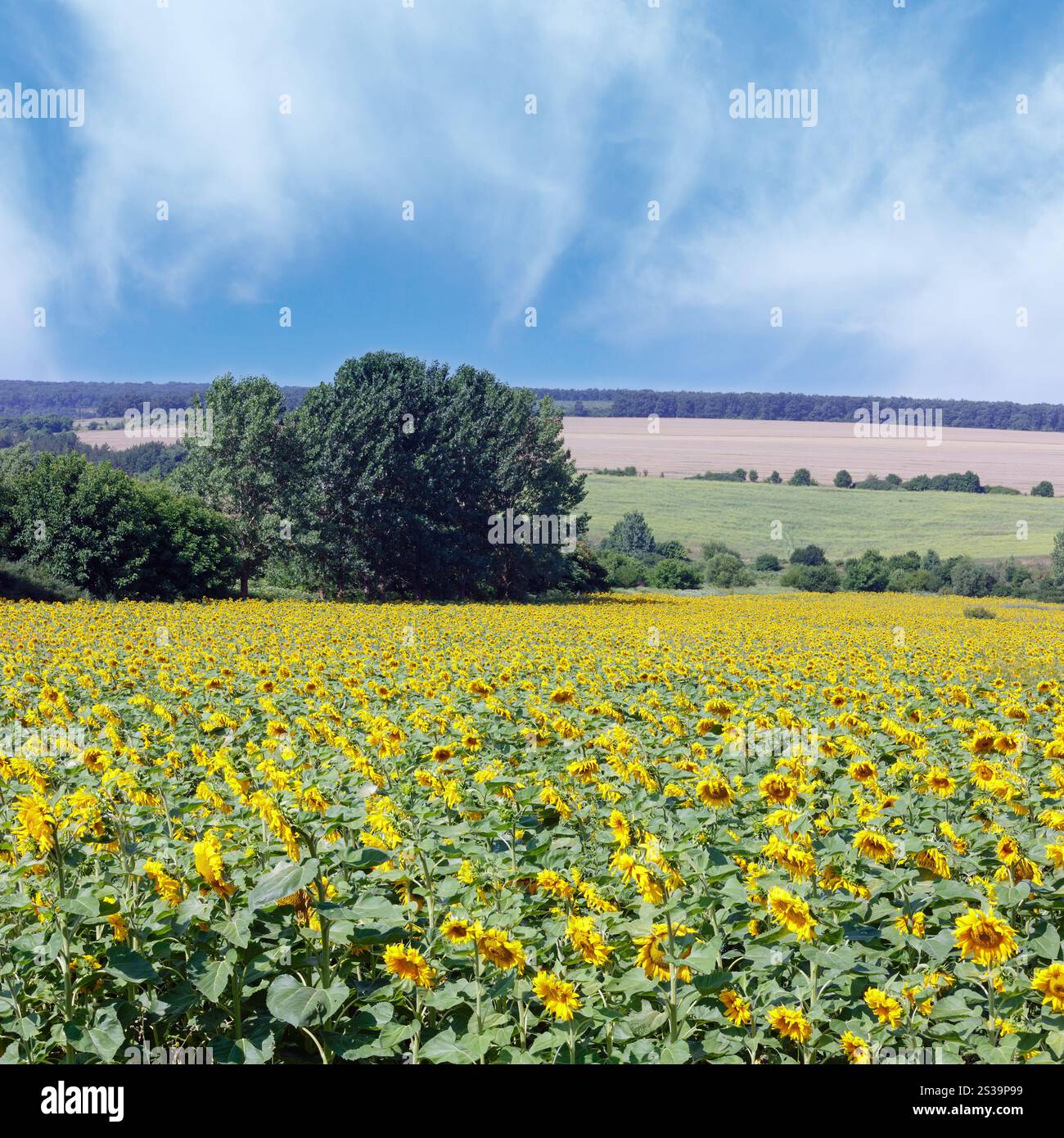 Summer field of yellow sunflowers. Country landscape Stock Photo - Alamy
