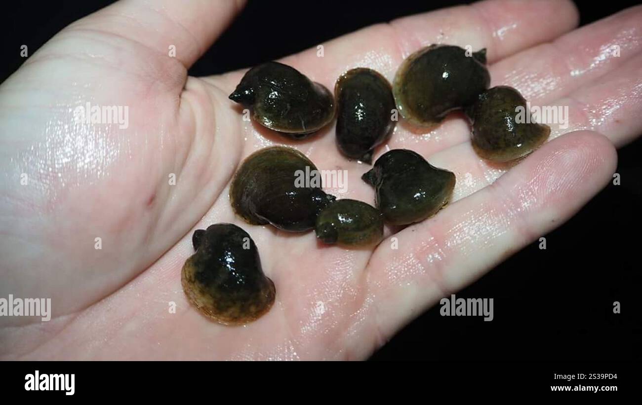Big-eared Radix (Radix auricularia Stock Photo - Alamy