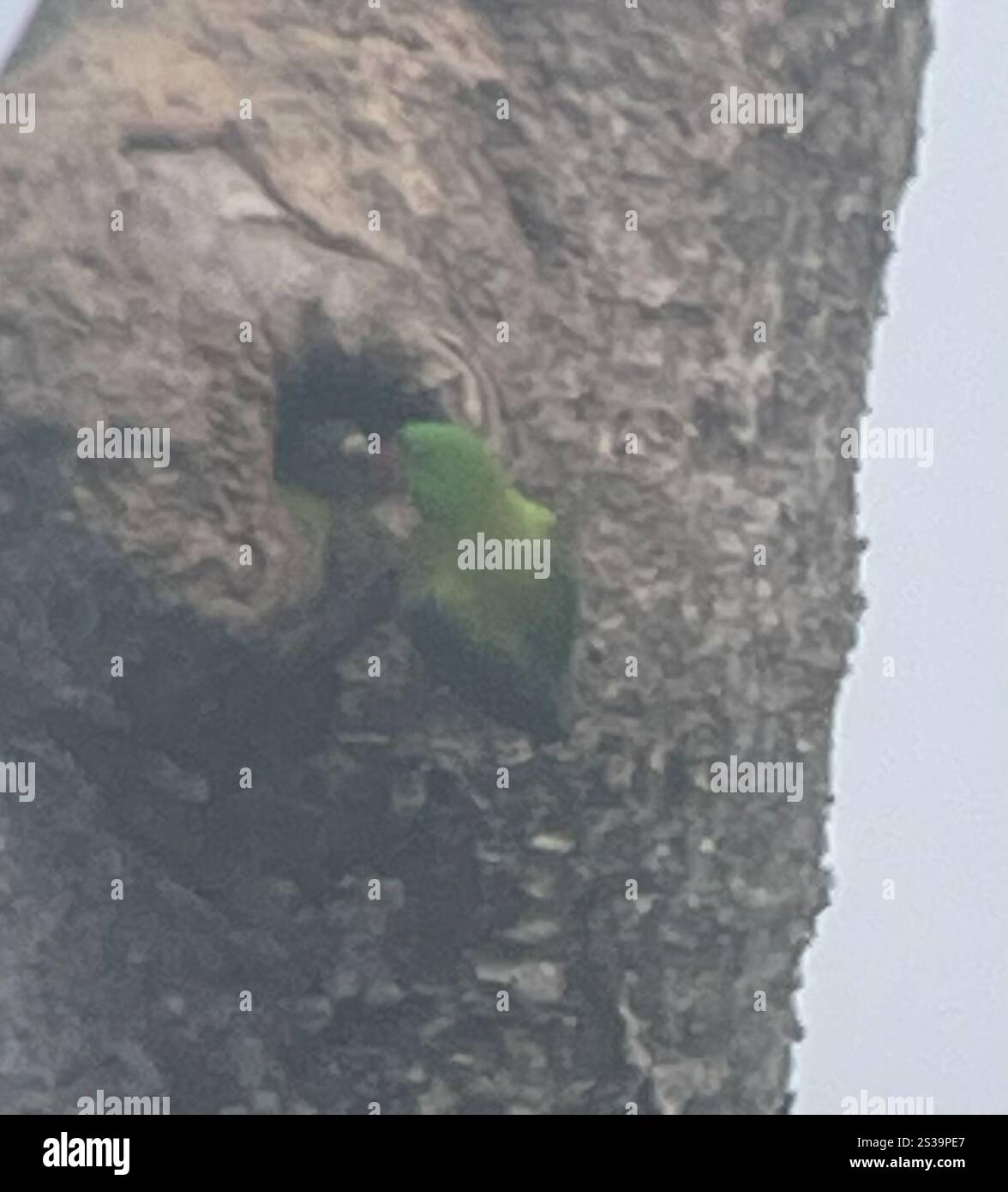 Azure-rumped Parrot (Tanygnathus sumatranus Stock Photo - Alamy