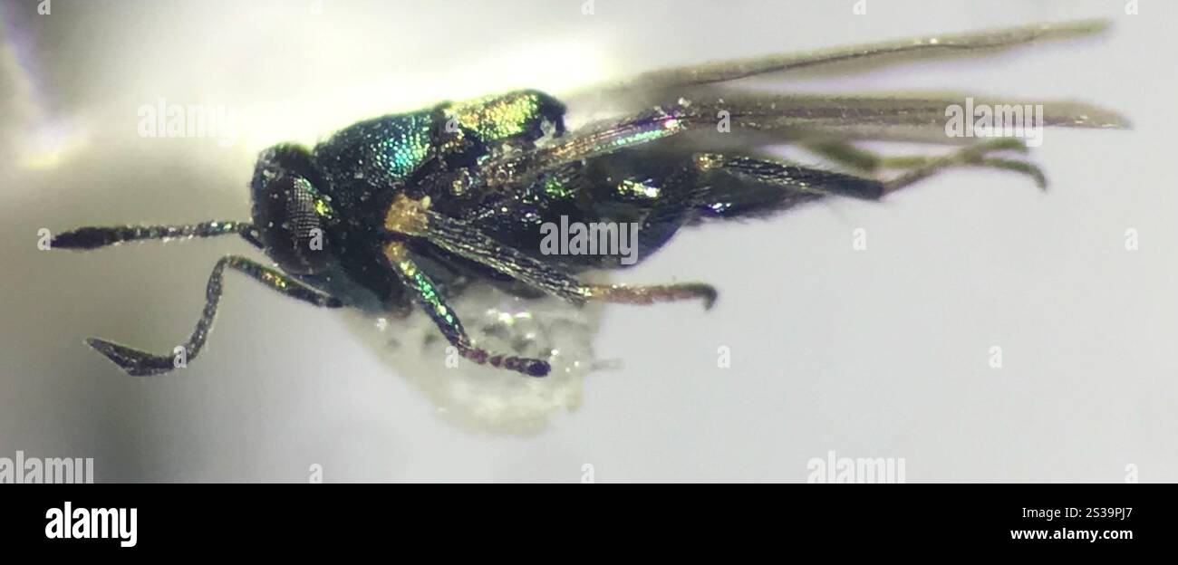 Encyrtidae hi-res stock photography and images - Alamy