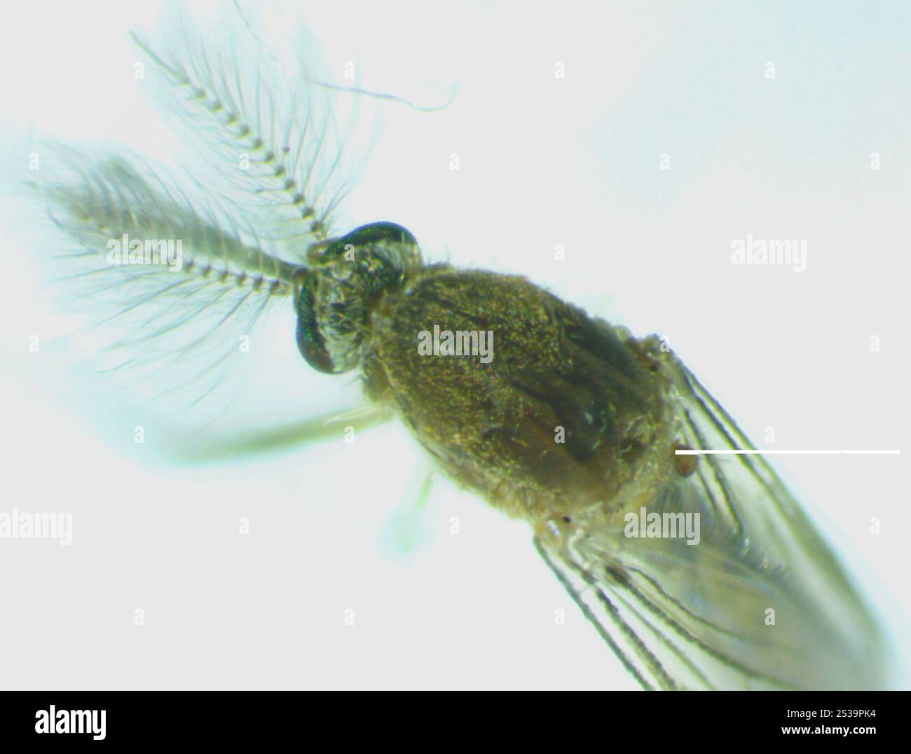 Southern House Mosquito (Culex quinquefasciatus Stock Photo - Alamy