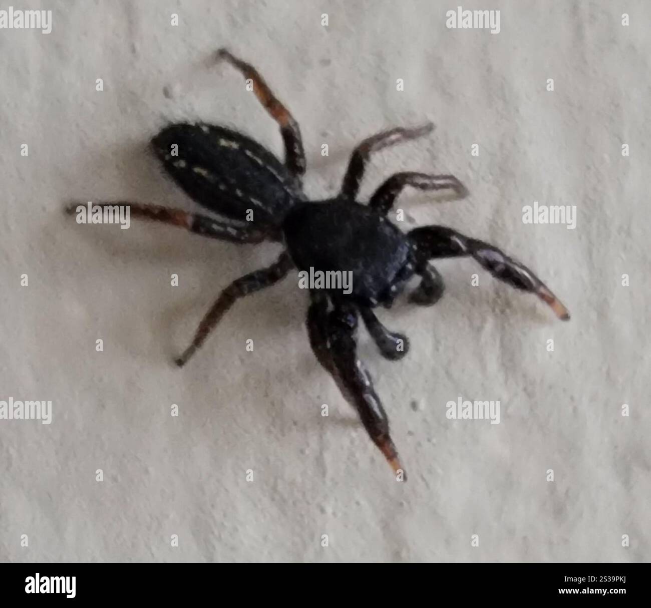 Ribbon Jumping Spider (Metacyrba taeniola Stock Photo - Alamy