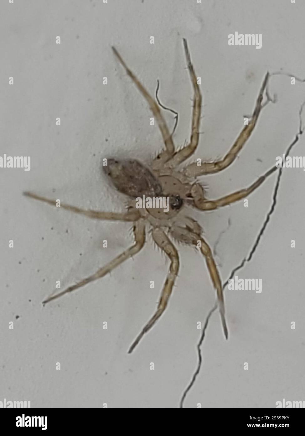 Wall Spider (Oecobius navus Stock Photo - Alamy