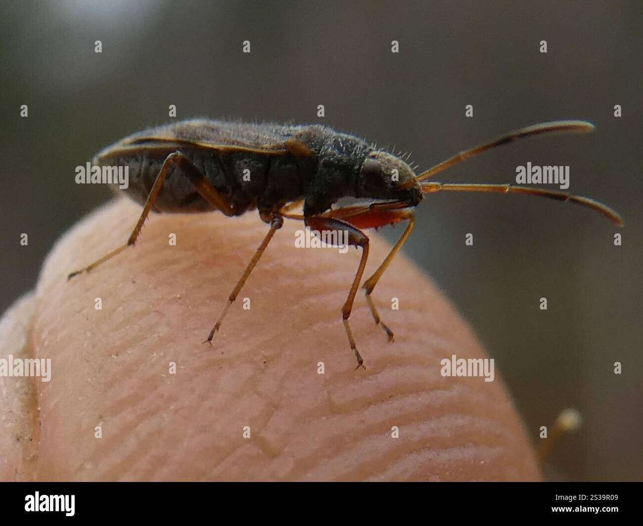 True Bugs (Heteroptera Stock Photo - Alamy