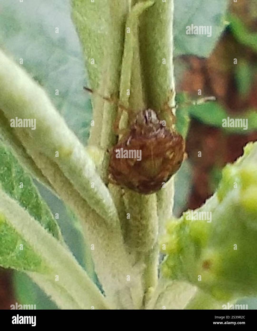 Stink Bugs (Pentatomidae Stock Photo - Alamy