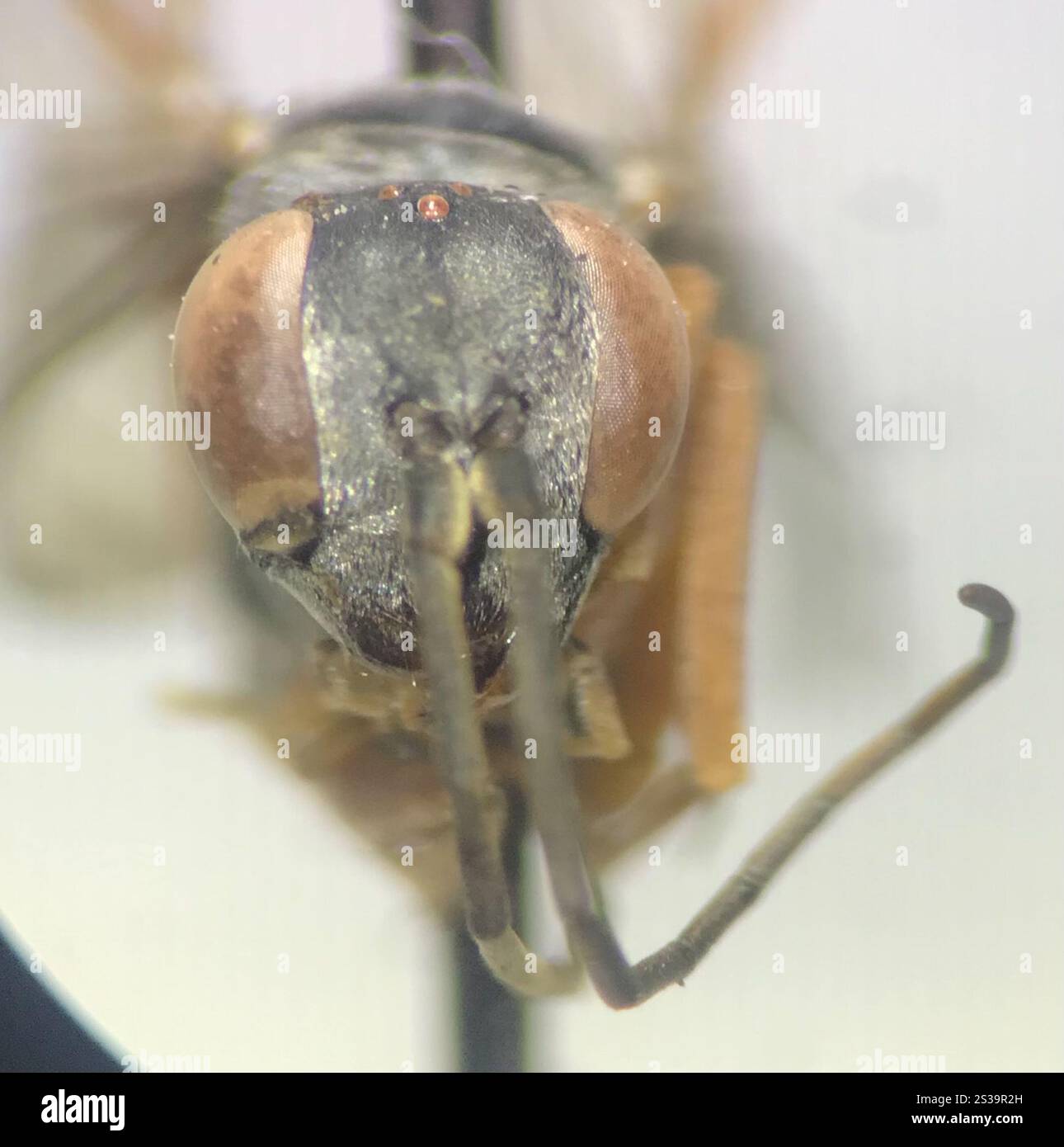 Red legged wasp hi-res stock photography and images - Alamy