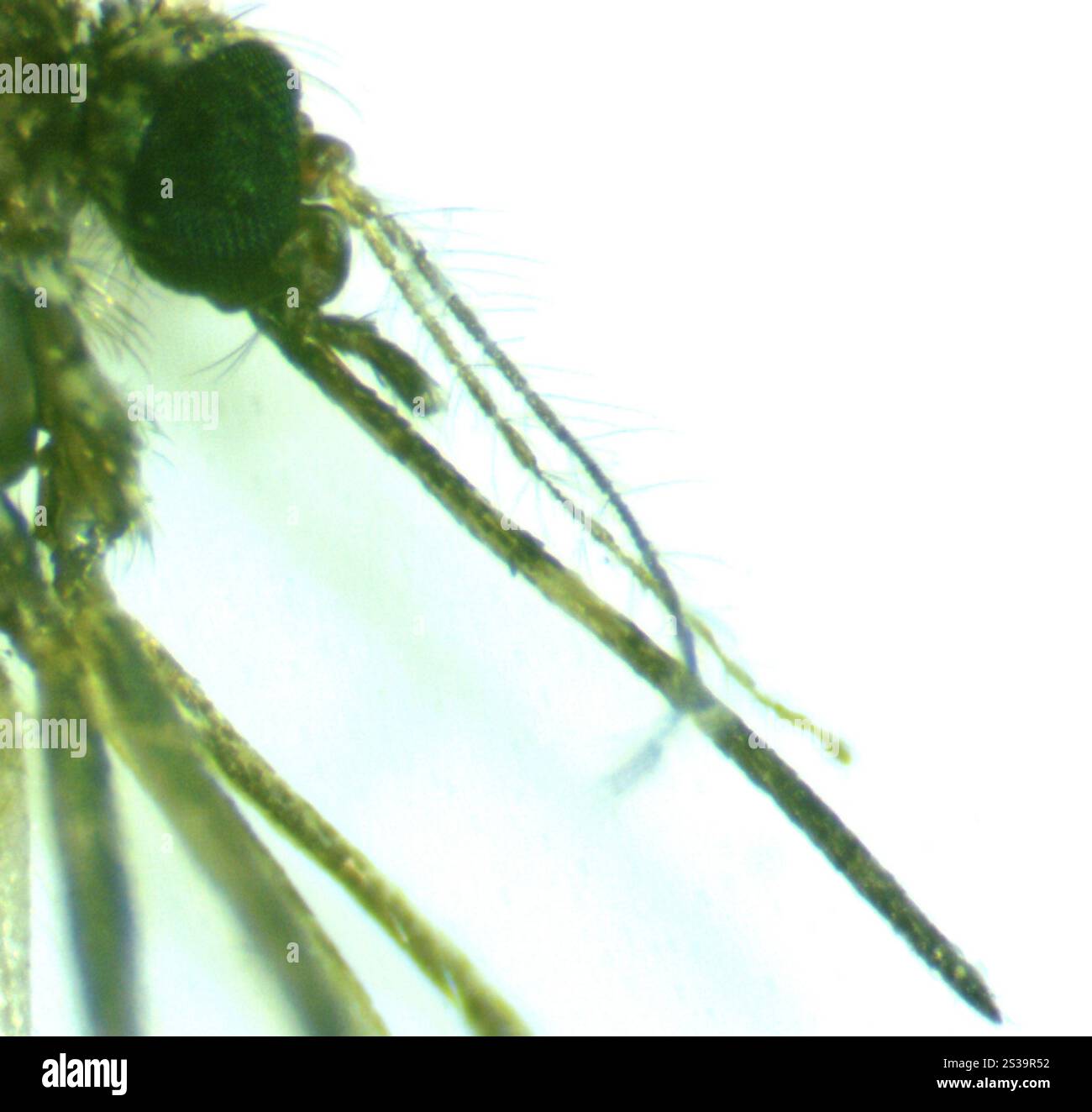 Black Saltmarsh Mosquito (Aedes taeniorhynchus Stock Photo - Alamy