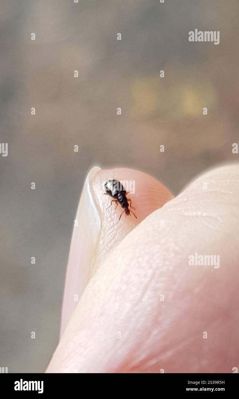 Hippopotamus Beetles (Salpingus Stock Photo - Alamy