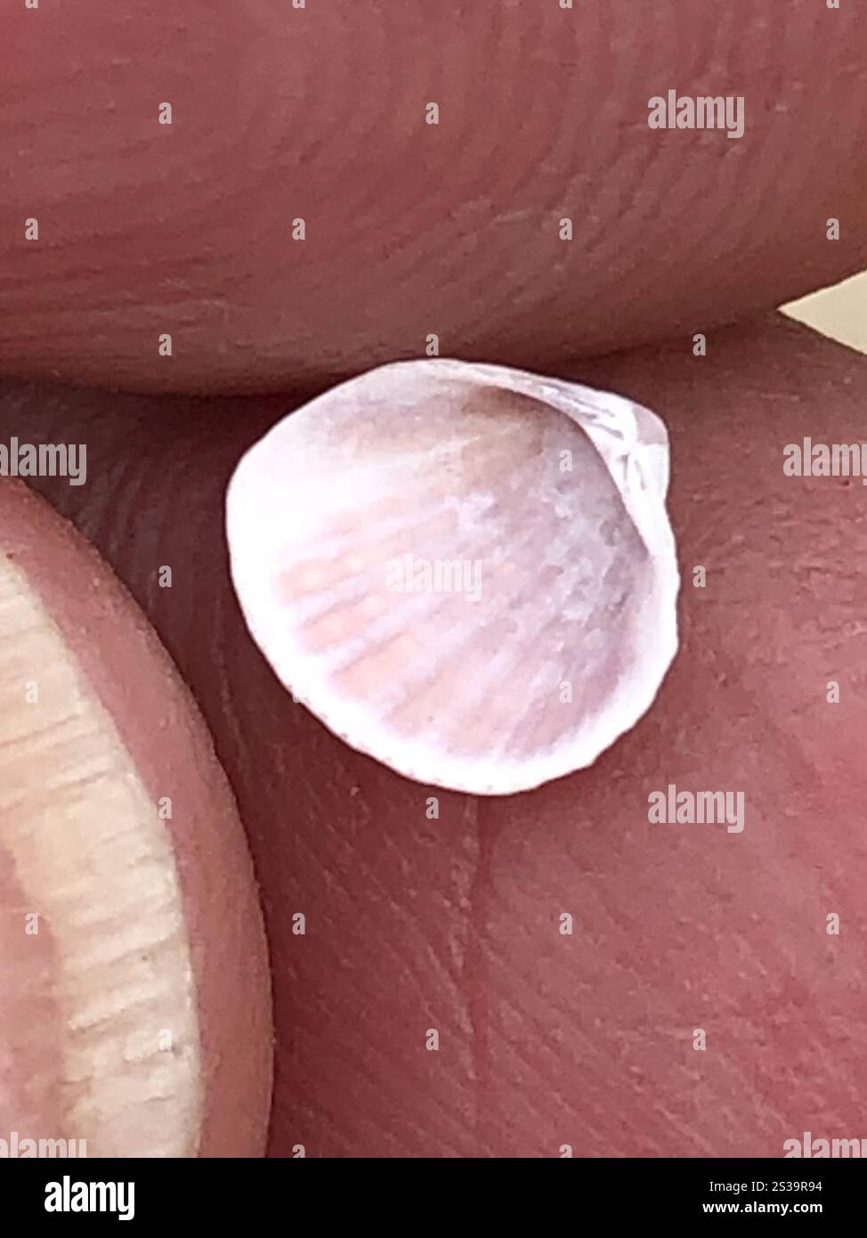 Timoclea hi-res stock photography and images - Alamy