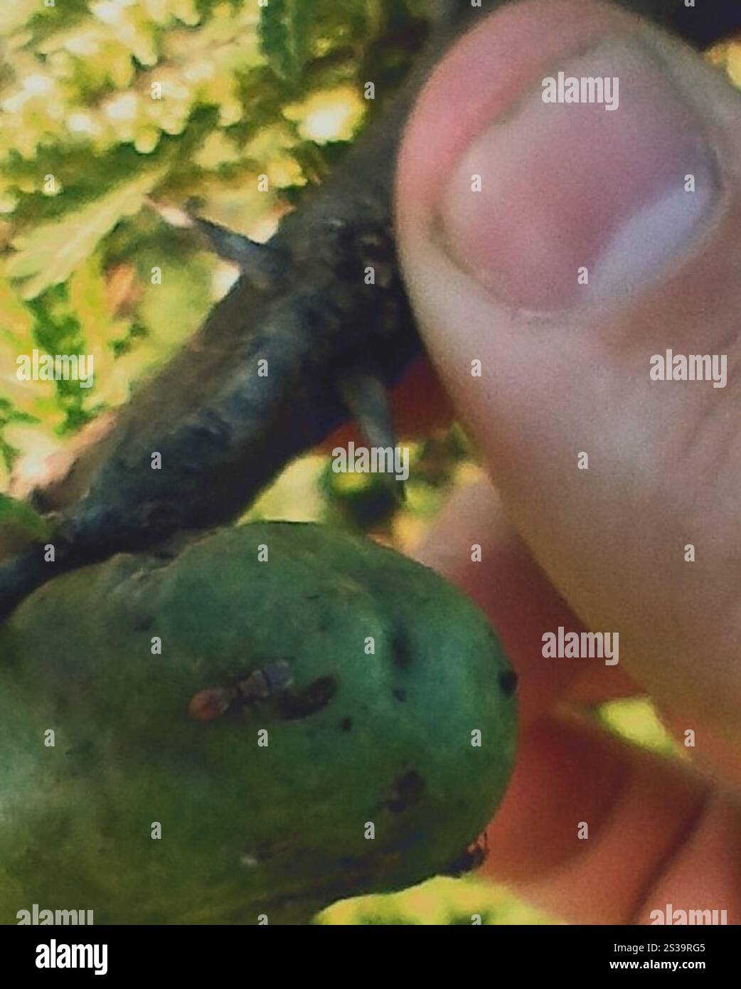 Turtle Ants (Cephalotes Stock Photo - Alamy