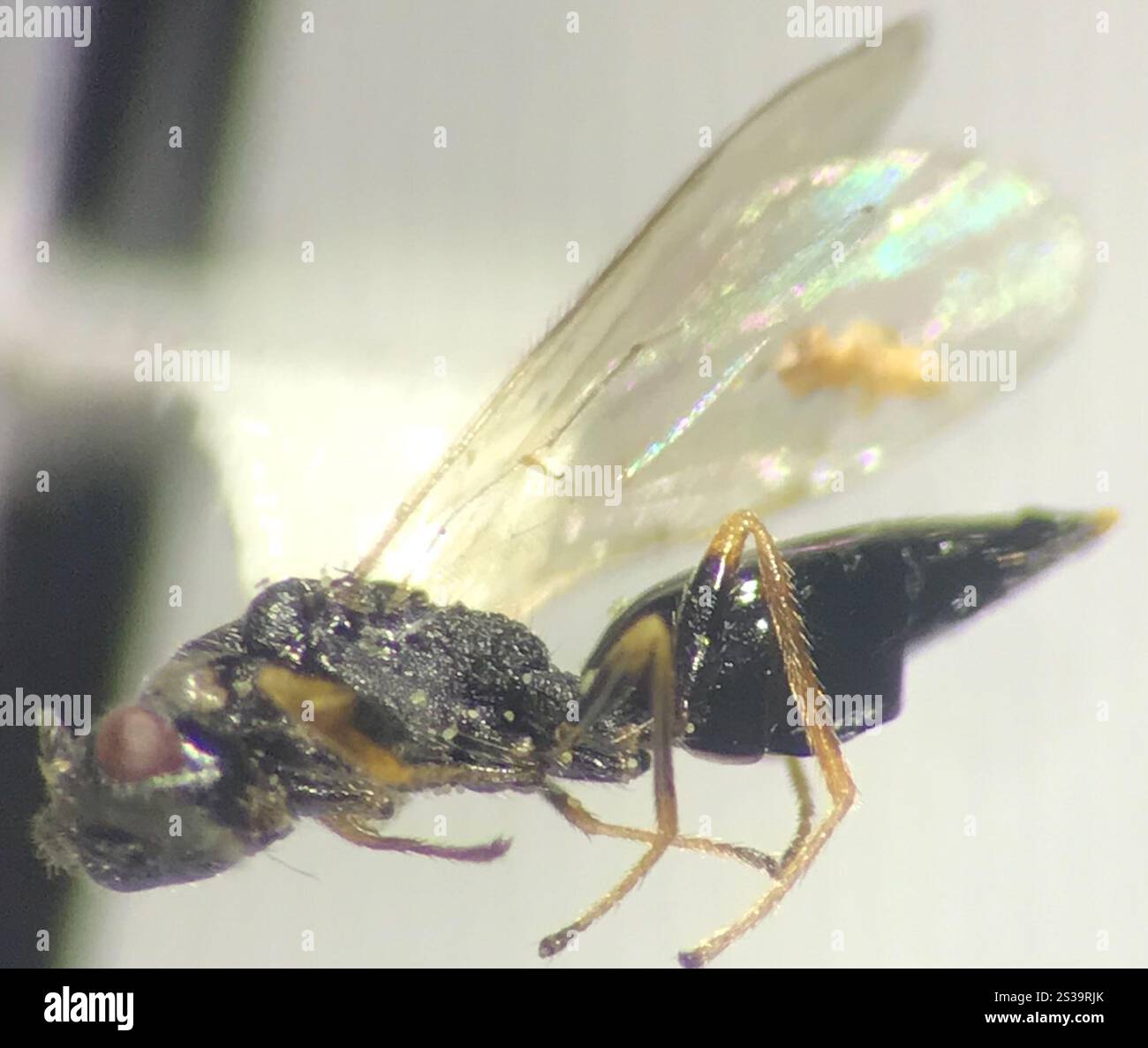 Tetramesa hi-res stock photography and images - Alamy