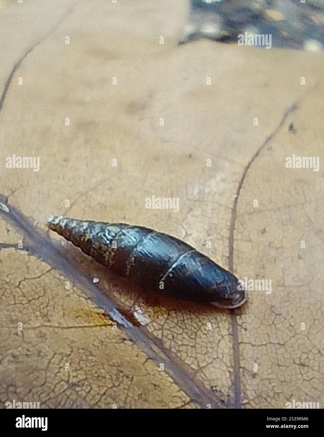 Plaited Door-snail (Cochlodina laminata Stock Photo - Alamy