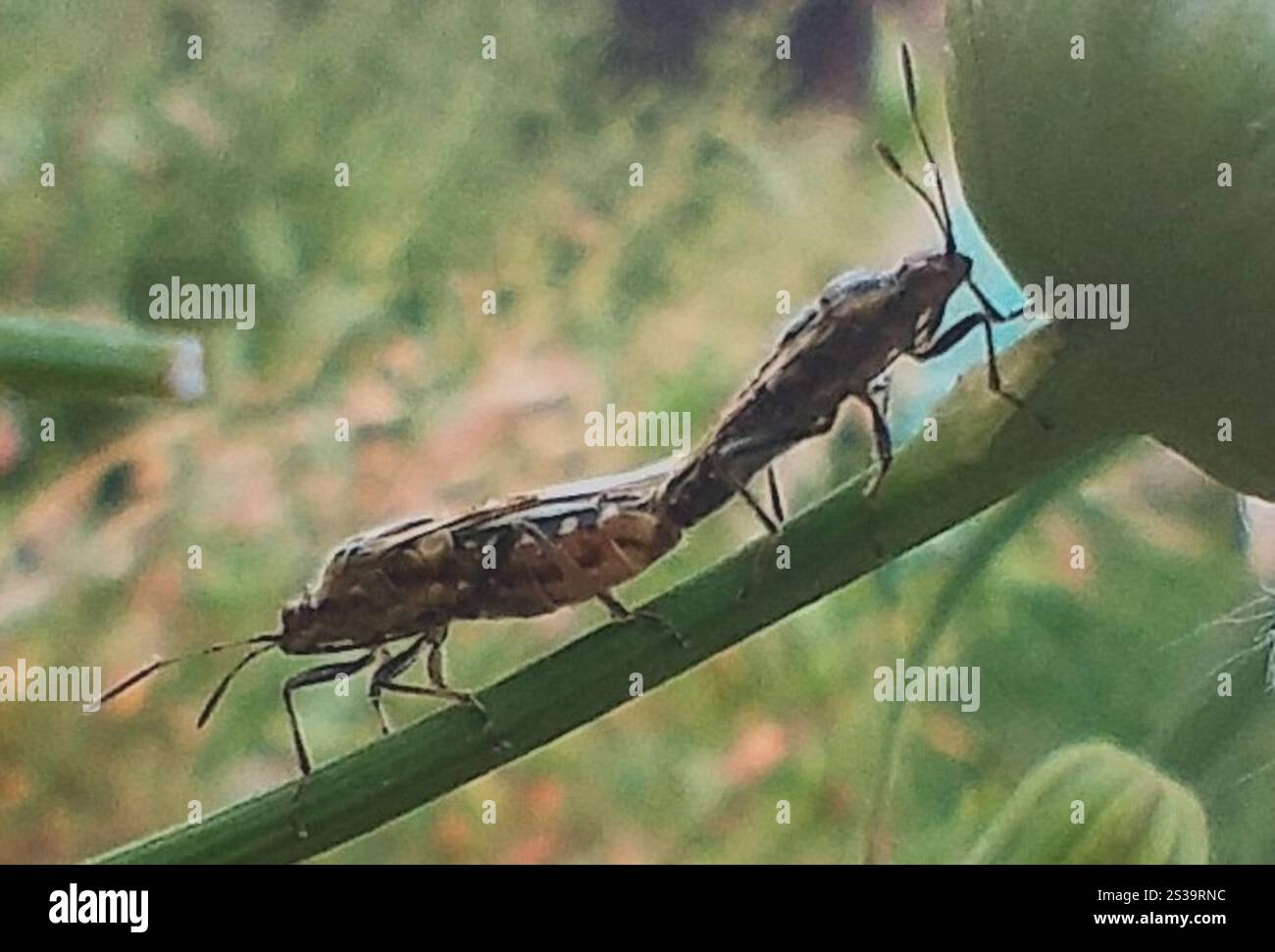 Hyaline Grass Bug (Liorhyssus hyalinus Stock Photo - Alamy