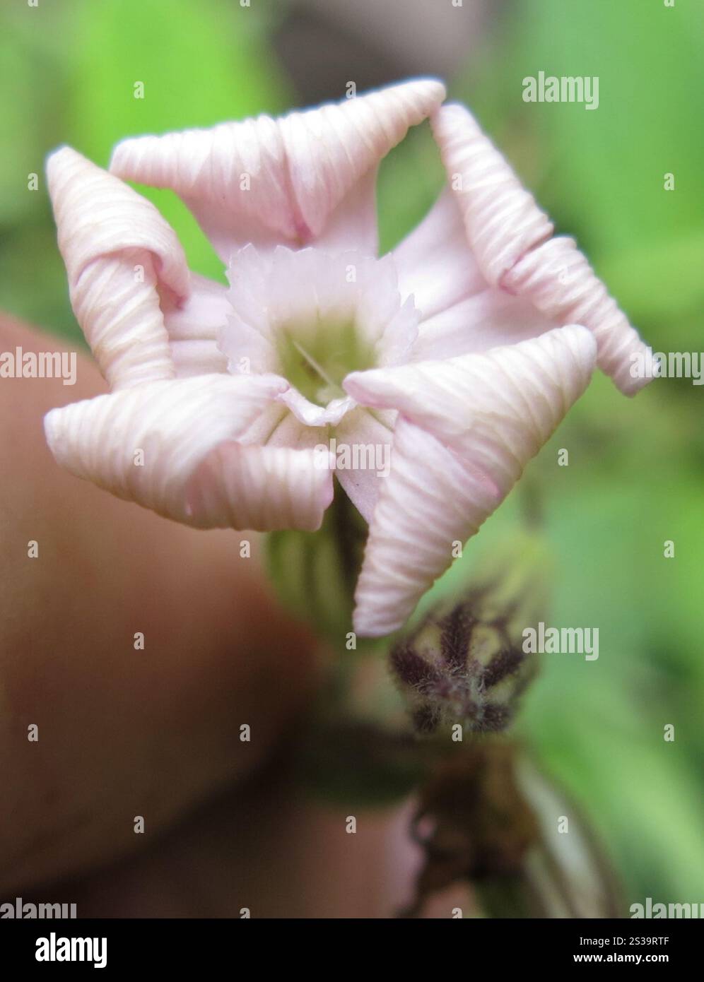 Common Cape Catchfly (Silene undulata undulata Stock Photo - Alamy