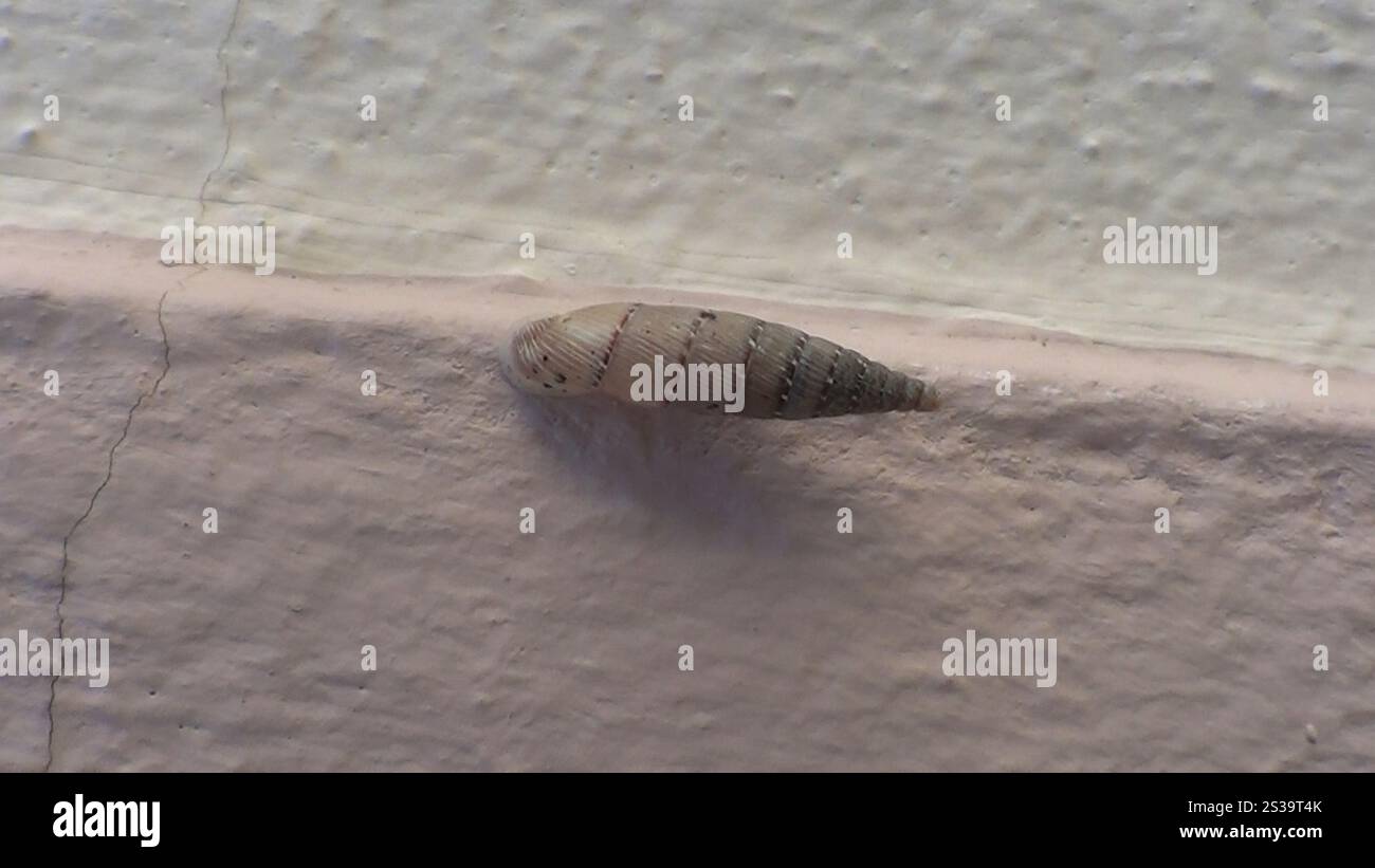 Cliveden Snail (Papillifera papillaris Stock Photo - Alamy