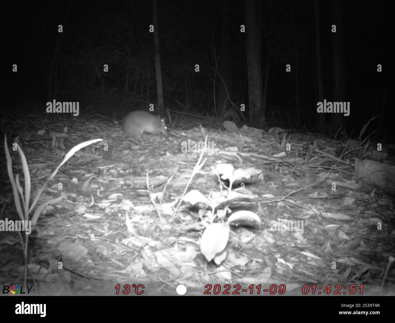 Long-nosed Bandicoot (Perameles nasuta Stock Photo - Alamy
