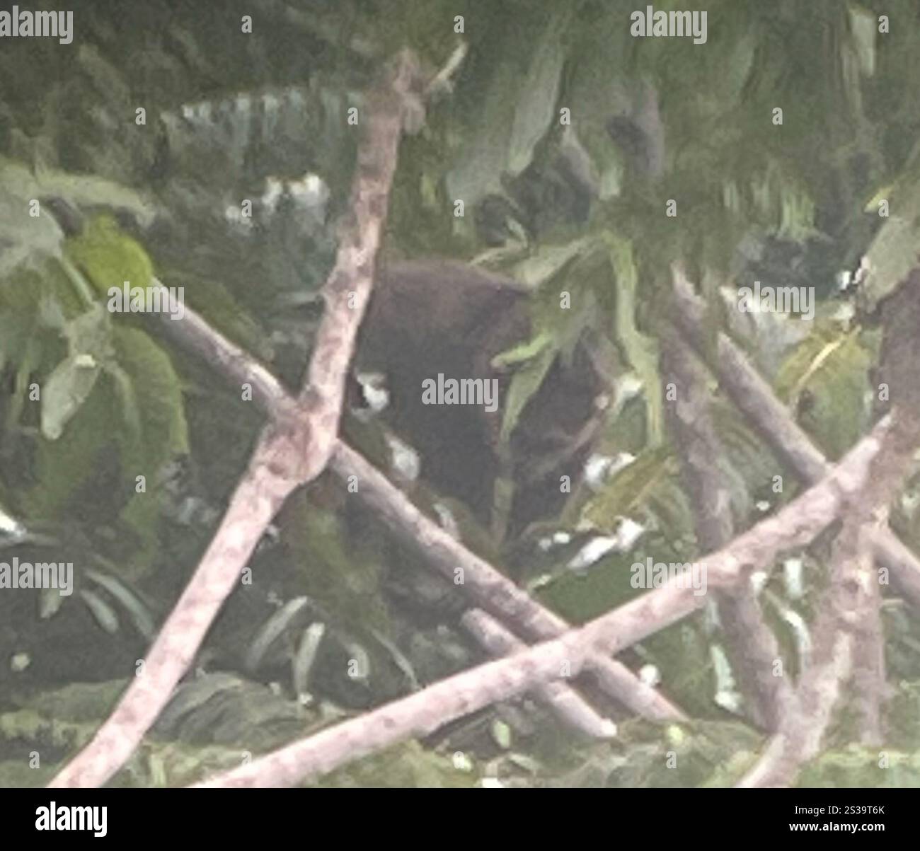Sulawesi Bear Cuscus (Ailurops ursinus Stock Photo - Alamy