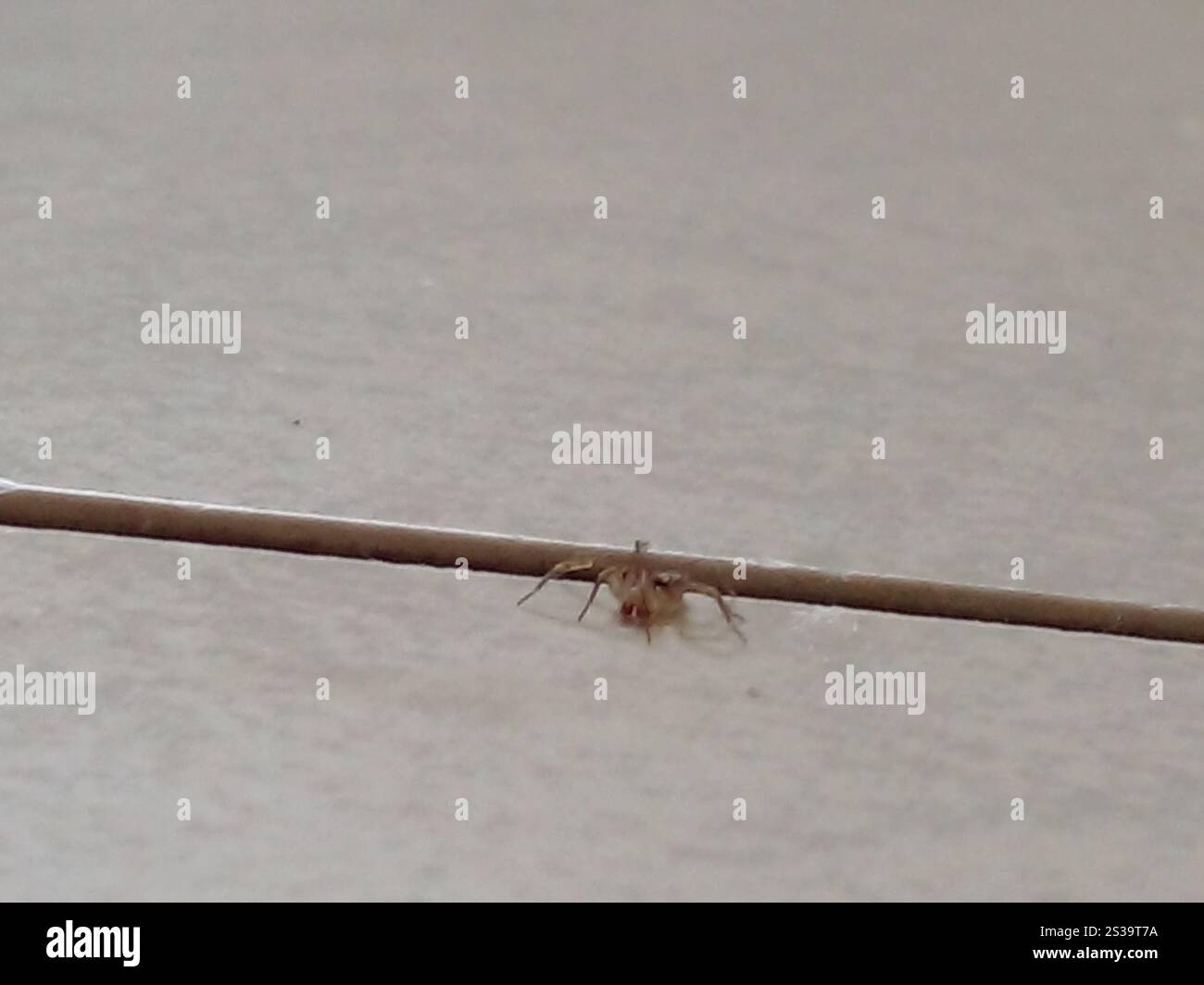 Wall Spider (Oecobius navus Stock Photo - Alamy