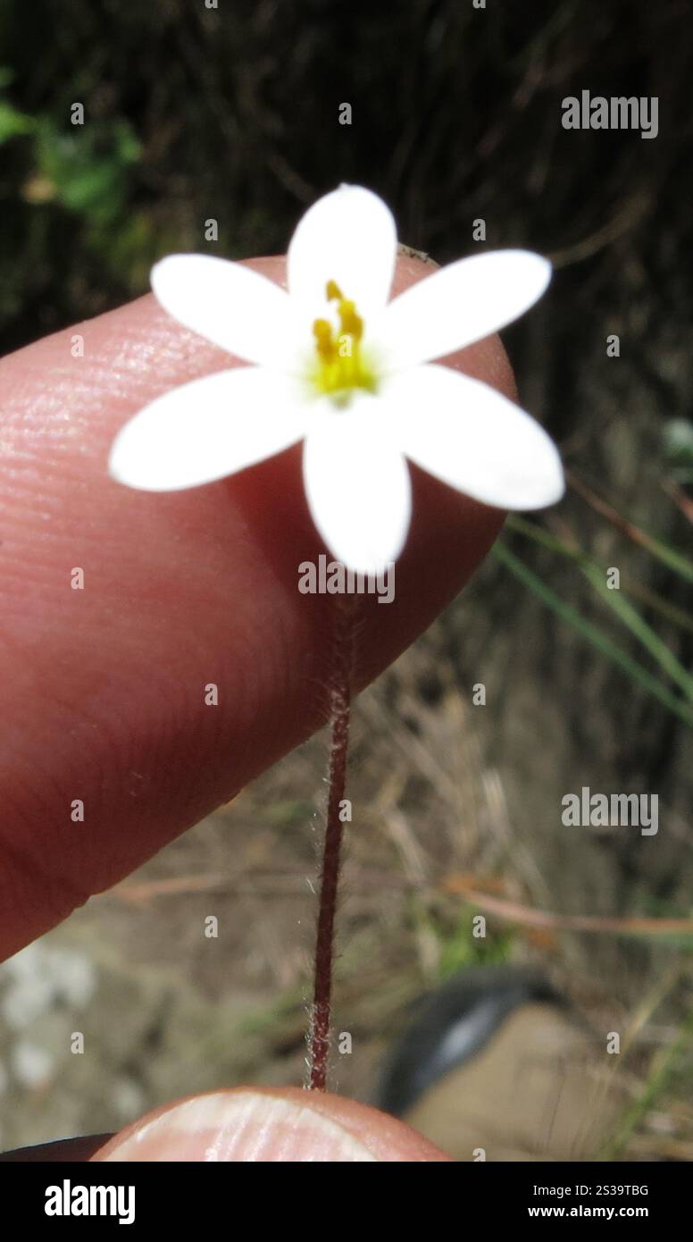 (Hypoxis parvula albiflora Stock Photo - Alamy