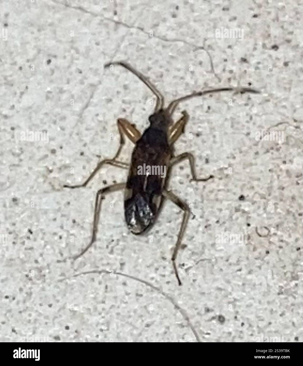 True Bugs (Heteroptera Stock Photo - Alamy