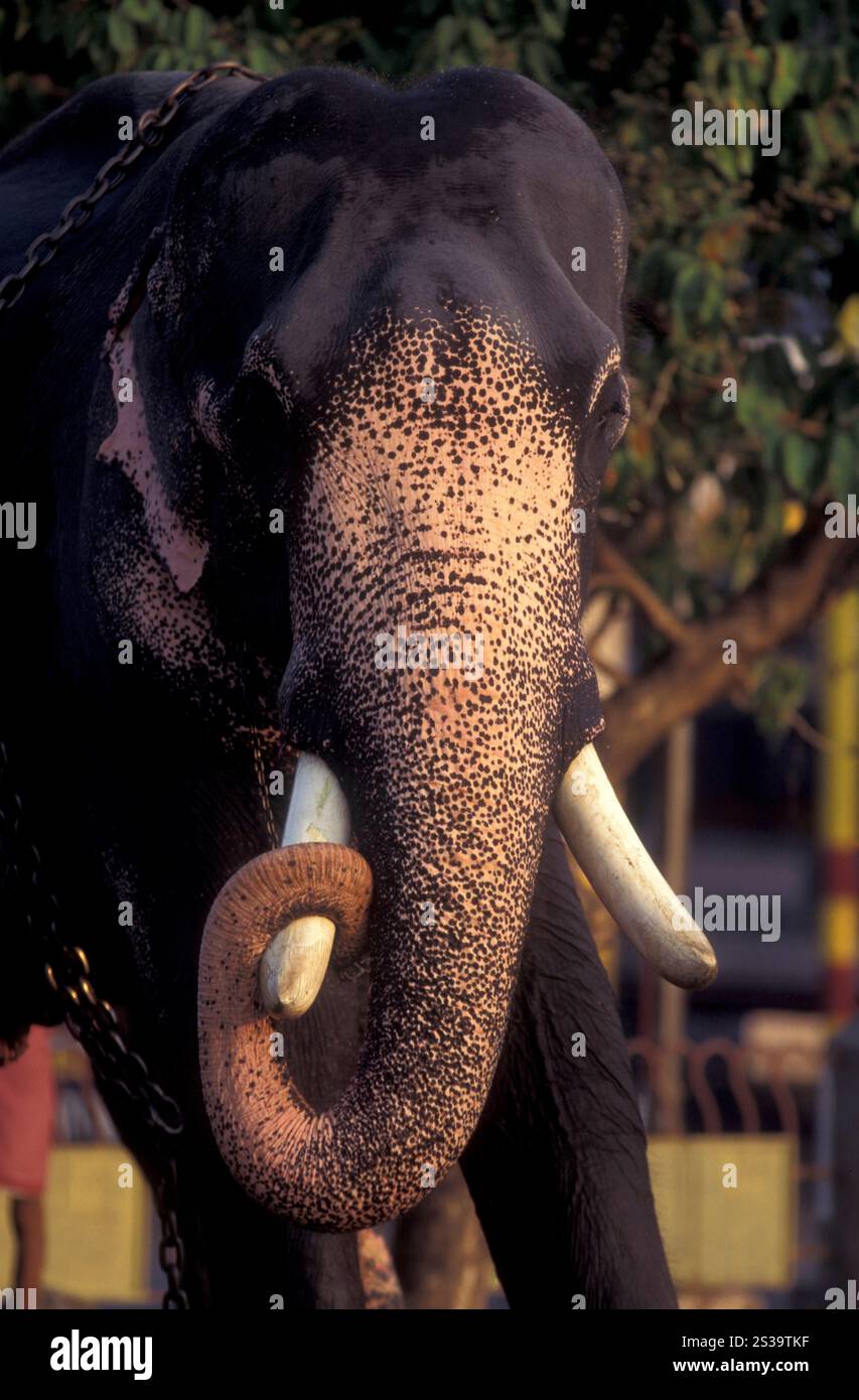 a indian Elephant at the traditional Pooram or Elephant Festival and ...