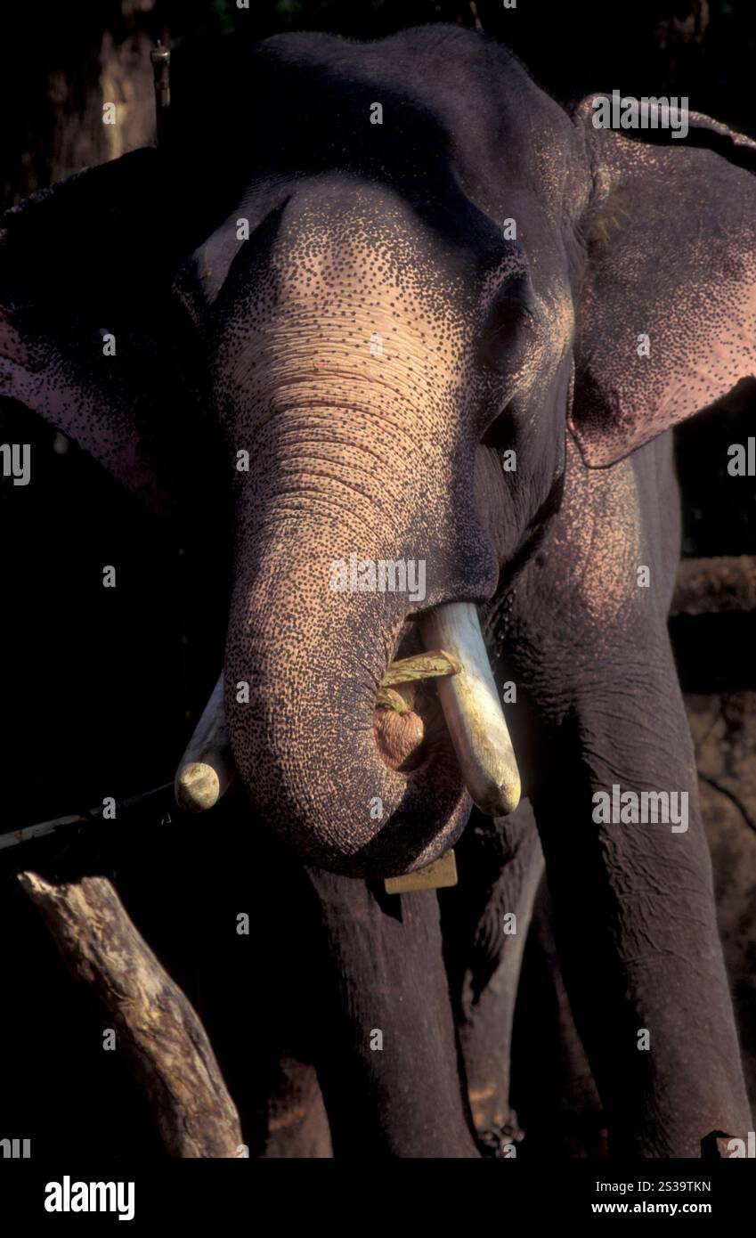 a indian Elephant at the traditional Pooram or Elephant Festival and ...