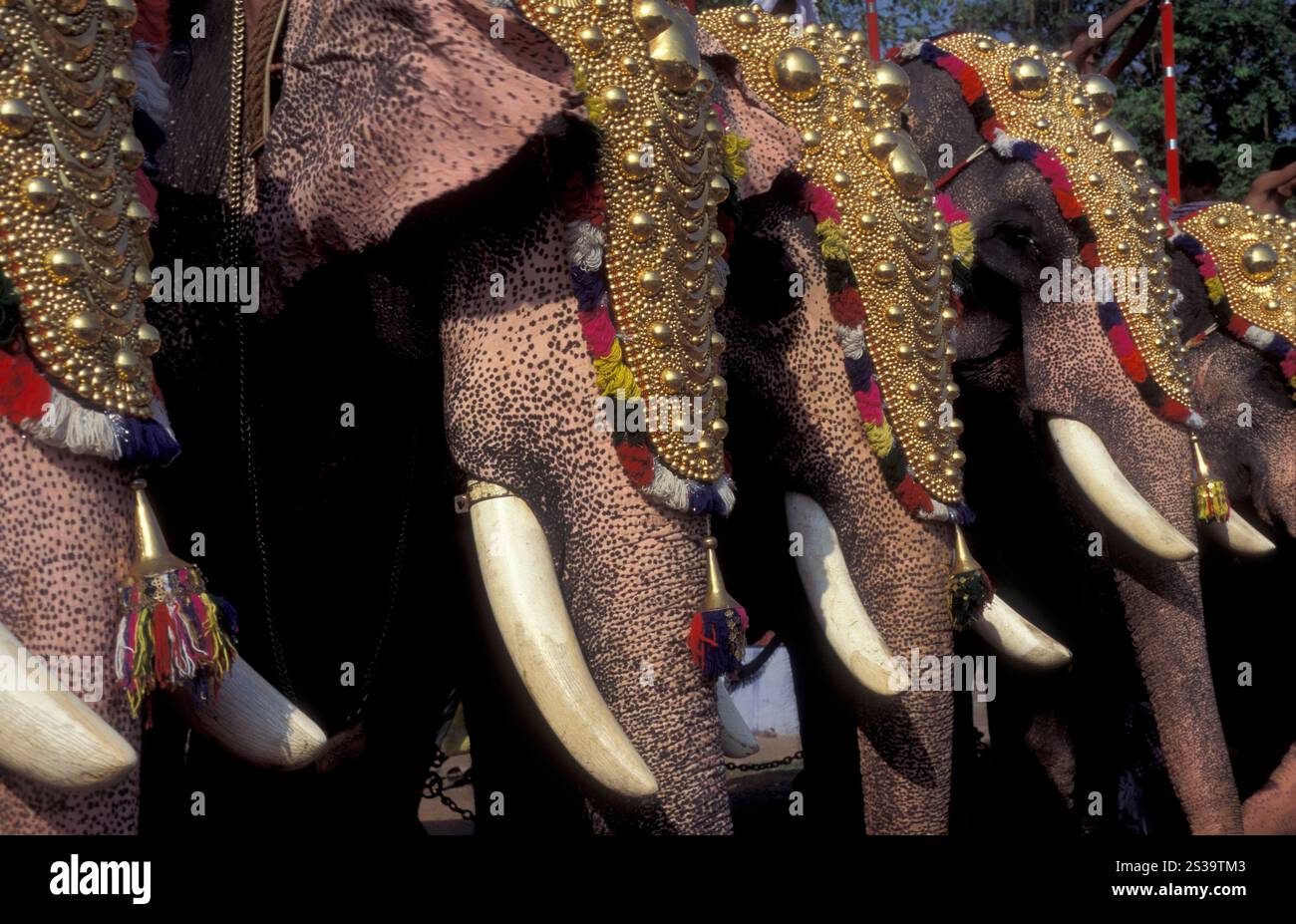 Farmers with their Elephants at the traditional Pooram or Elephant ...