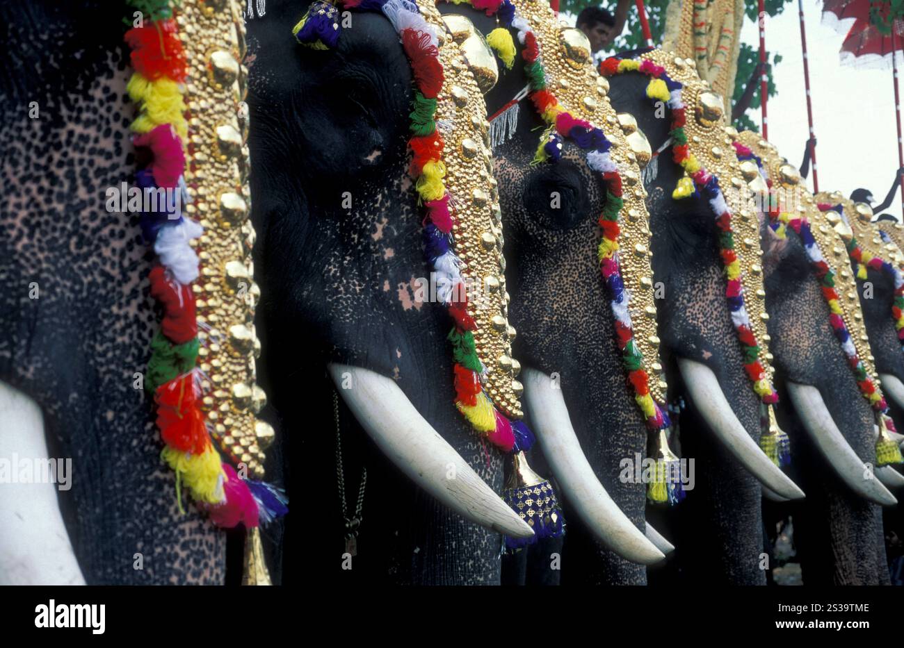 Farmers with their Elephants at the traditional Pooram or Elephant ...