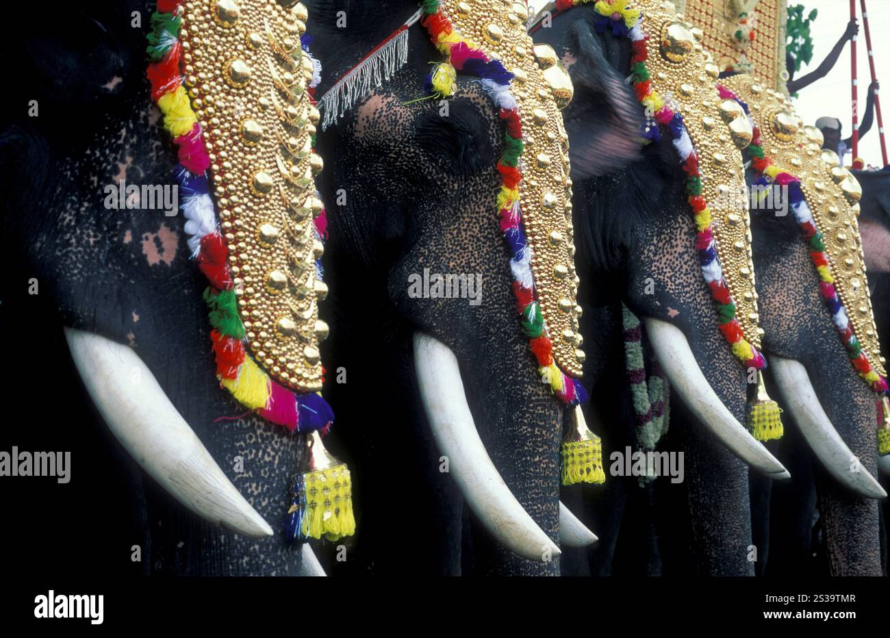 Farmers with their Elephants at the traditional Pooram or Elephant ...