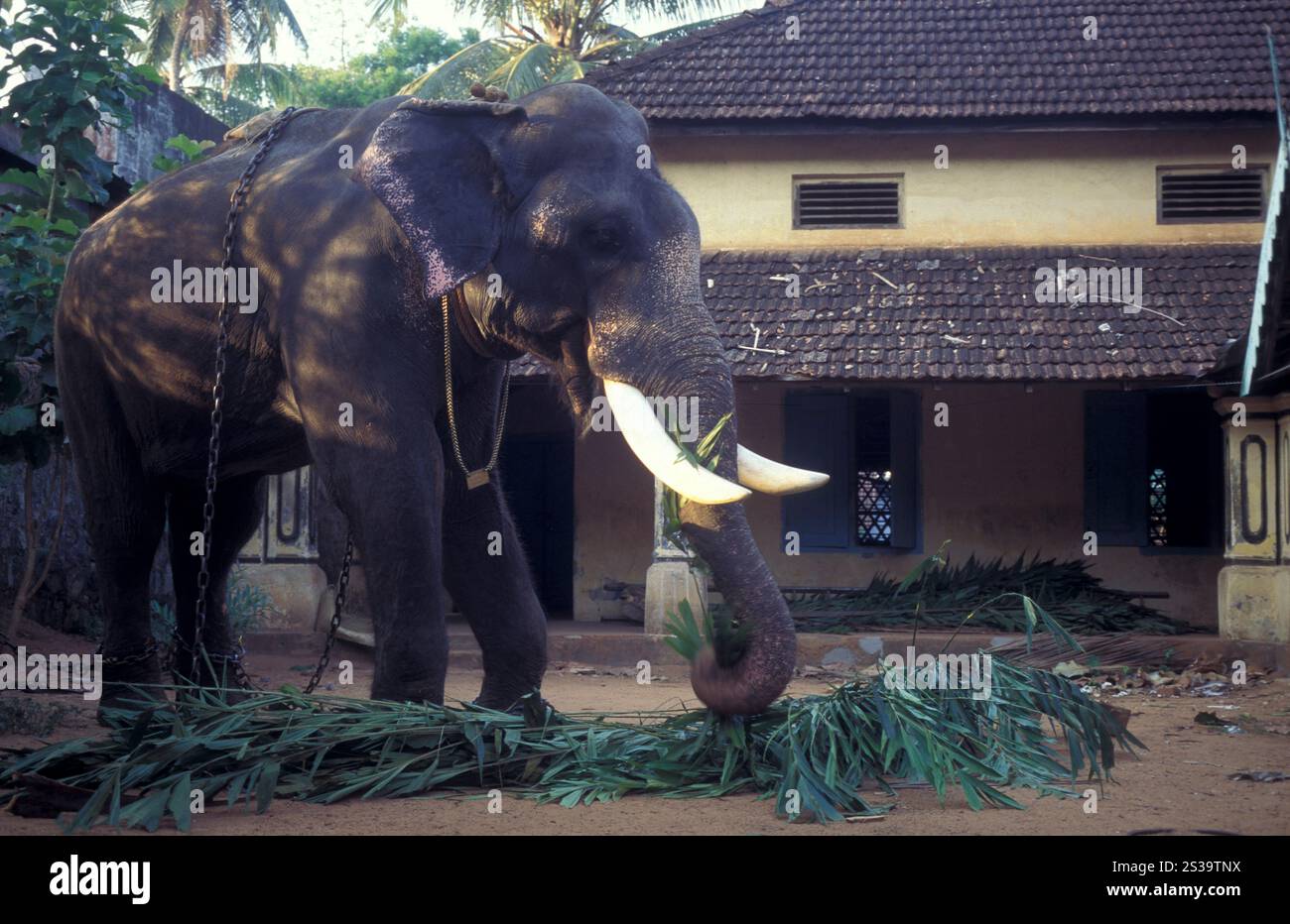 a indian Elephant at the traditional Pooram or Elephant Festival and ...