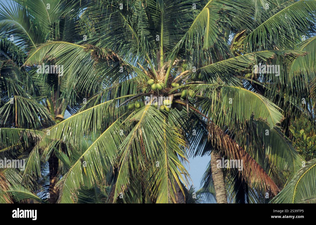 a palmtree at a Canal in the Lagoons and Backwater at the Coast near ...