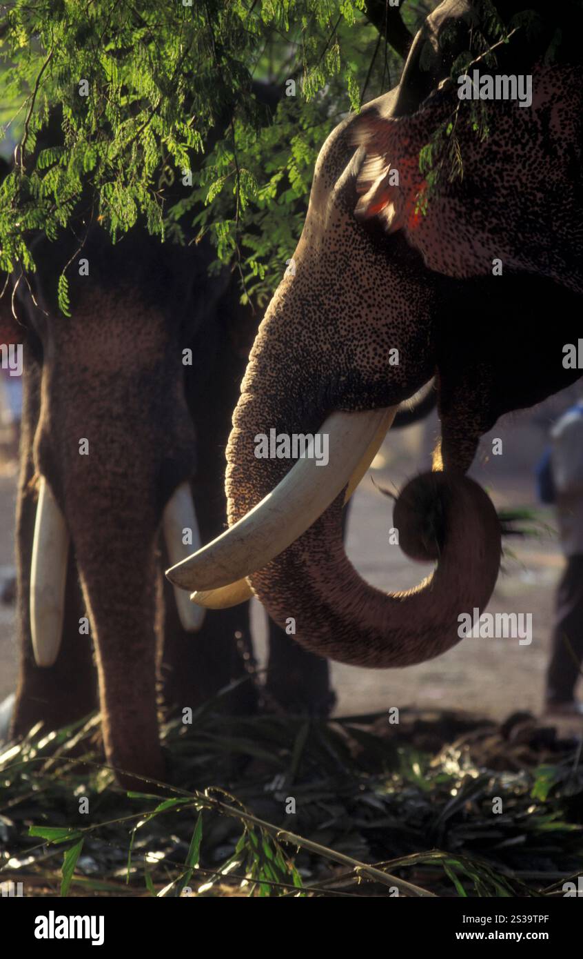 a indian Elephant at the traditional Pooram or Elephant Festival and ...