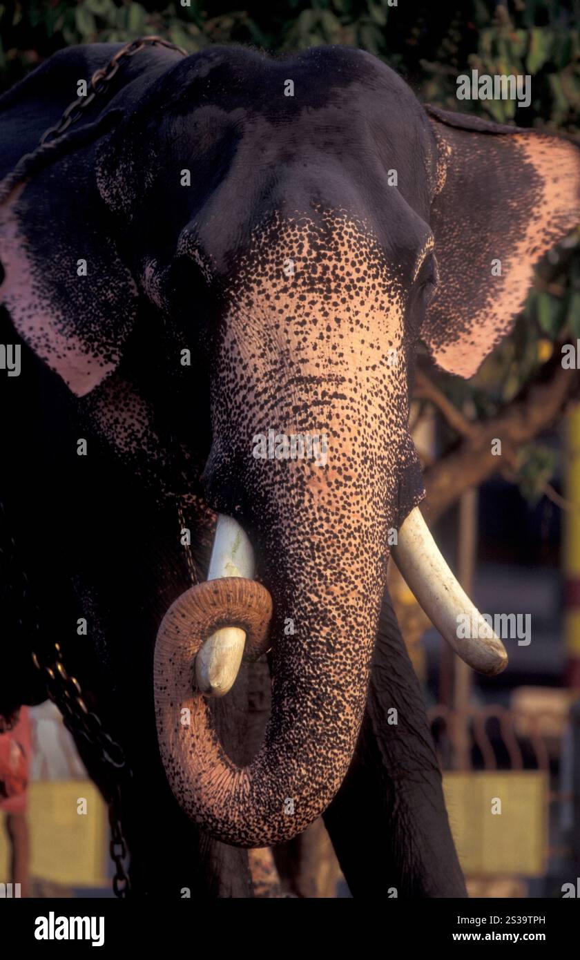 a indian Elephant at the traditional Pooram or Elephant Festival and ...