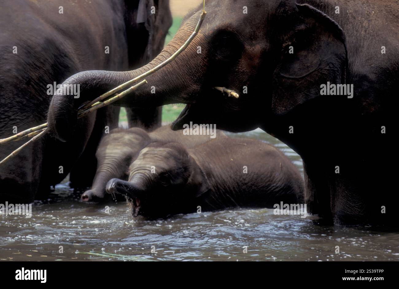 a indian Elephant at the traditional Pooram or Elephant Festival and ...