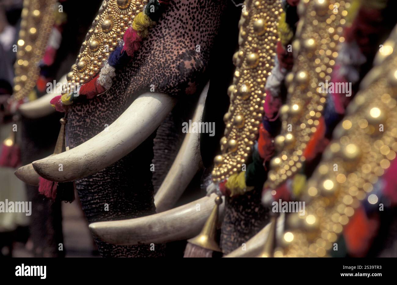 Farmers with their Elephants at the traditional Pooram or Elephant ...