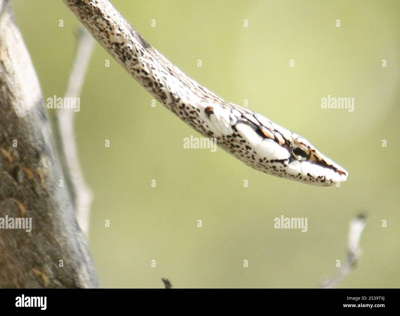 Twig Snake (Thelotornis capensis Stock Photo - Alamy