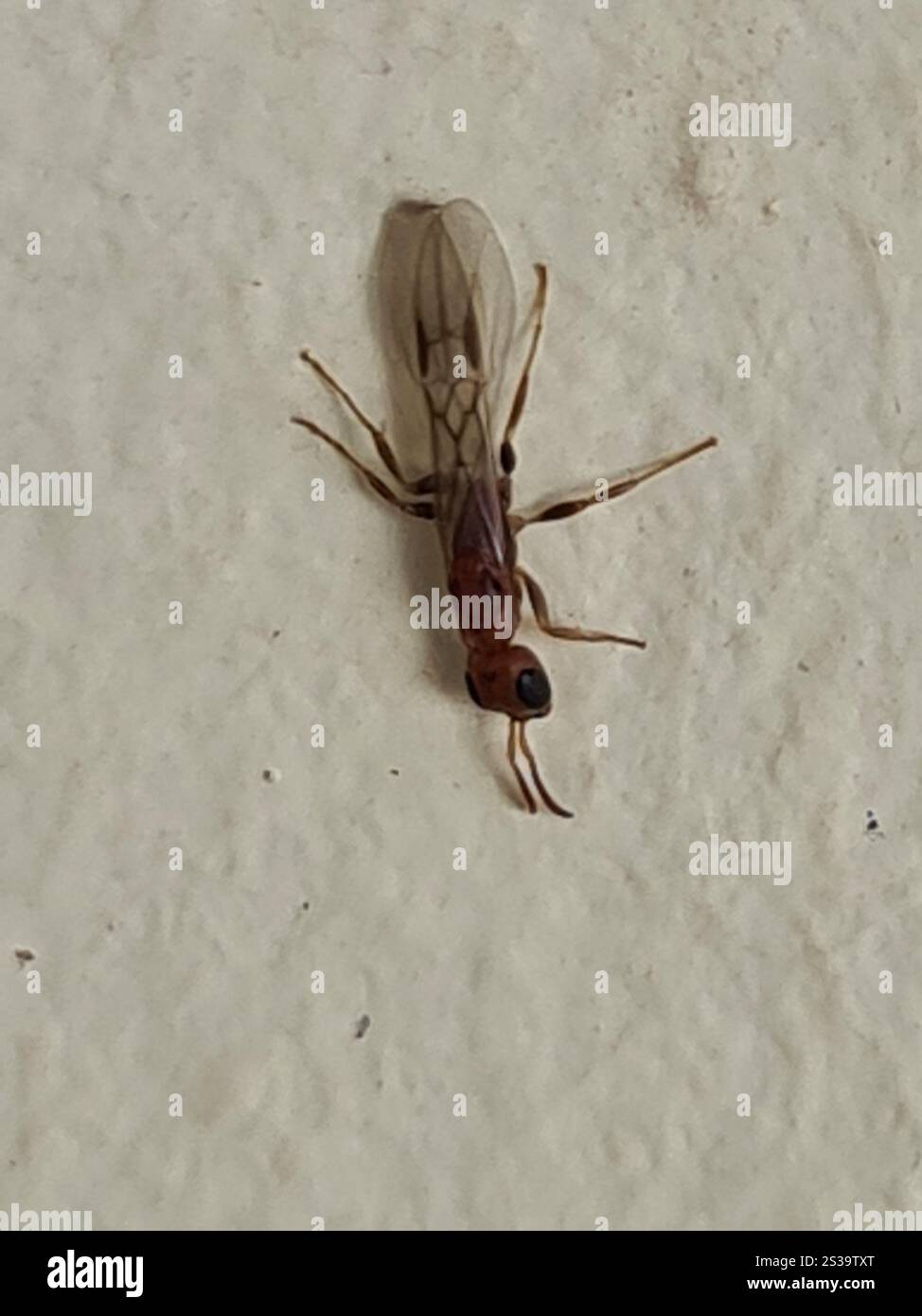 Twig Ants (Pseudomyrmex Stock Photo - Alamy