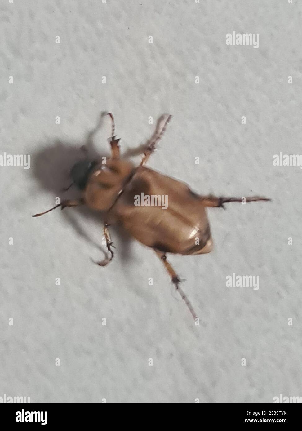 Masked Chafers and Rice Beetles (Cyclocephalini Stock Photo - Alamy