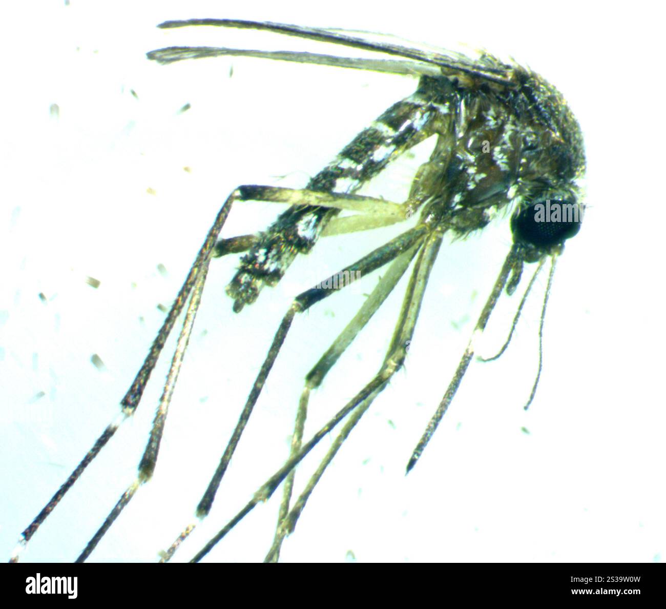 Black Saltmarsh Mosquito (Aedes taeniorhynchus Stock Photo - Alamy