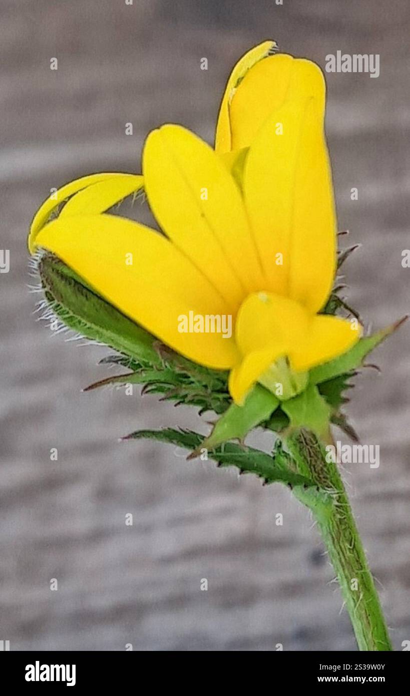 Yellow Oneye (Monopsis lutea Stock Photo - Alamy