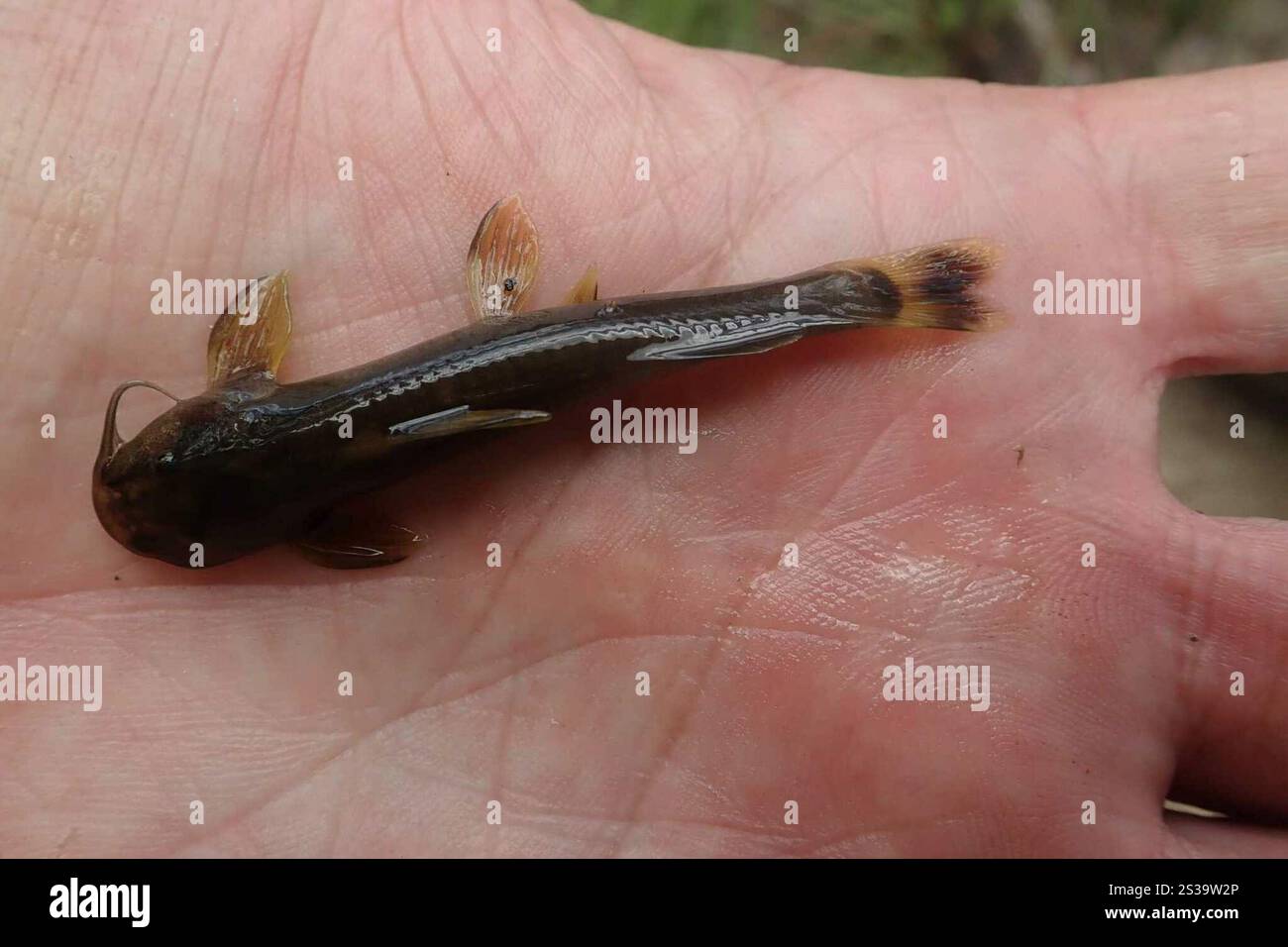 Mountain Catfish (Amphilius Stock Photo - Alamy