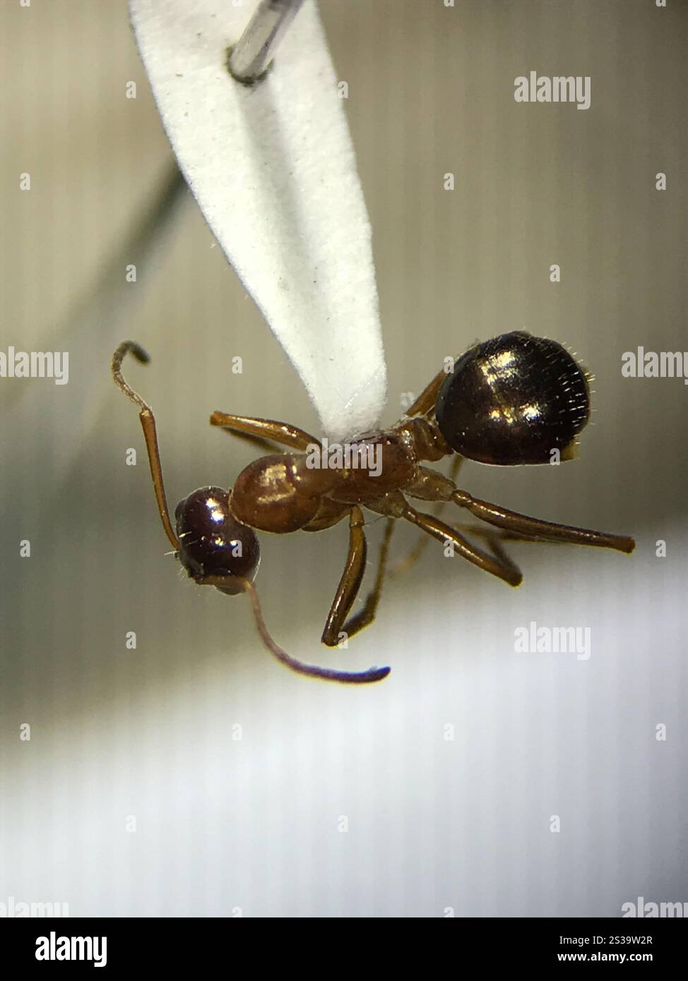 Formica incerta hi-res stock photography and images - Alamy