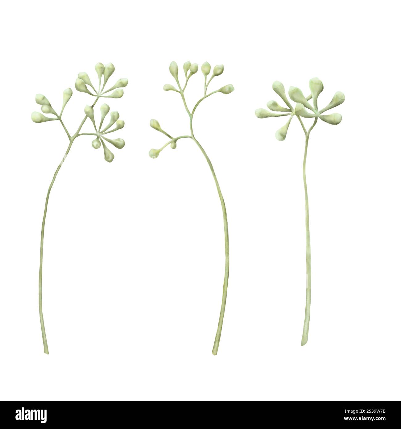 Eucalyptus gypsophila branches white Cut Out Stock Images & Pictures ...