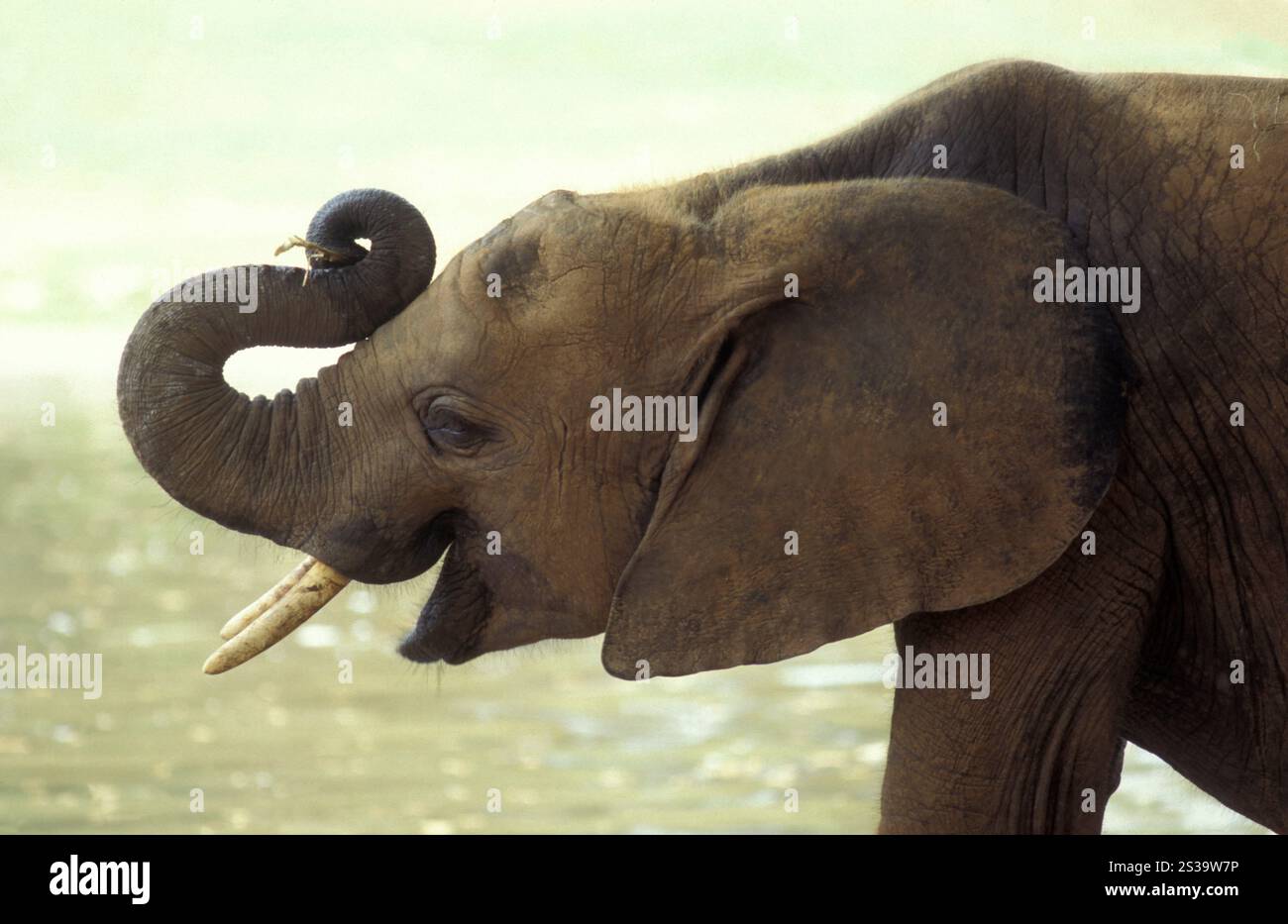 a indian Elephant at the traditional Pooram or Elephant Festival and ...