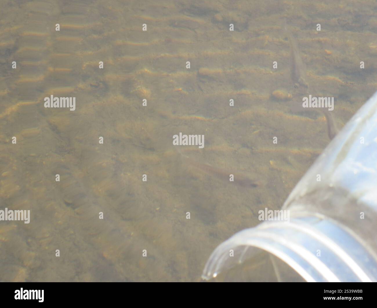Ray-finned Fishes (Actinopterygii Stock Photo - Alamy