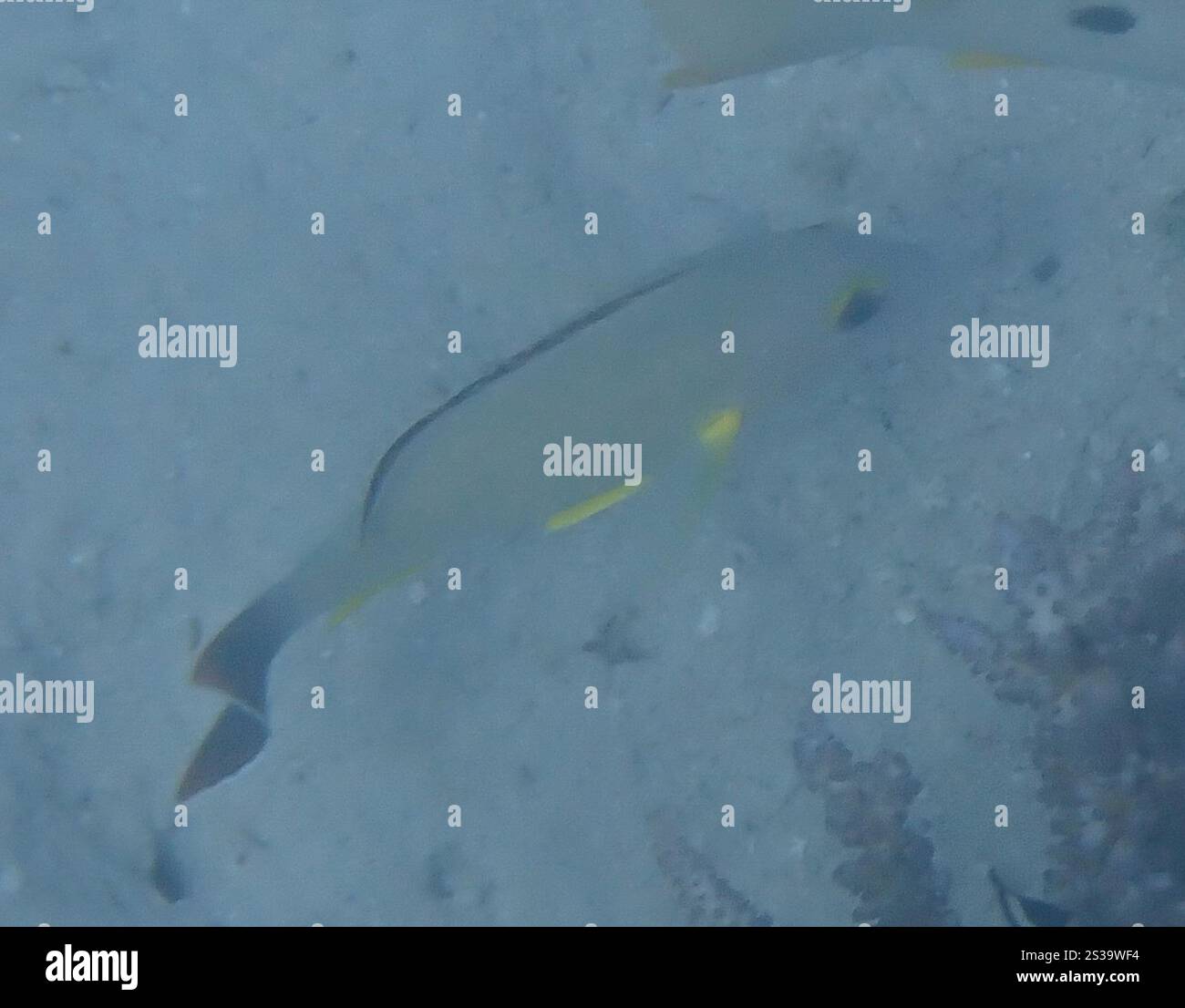 Lutjanus fulvus hi-res stock photography and images - Alamy