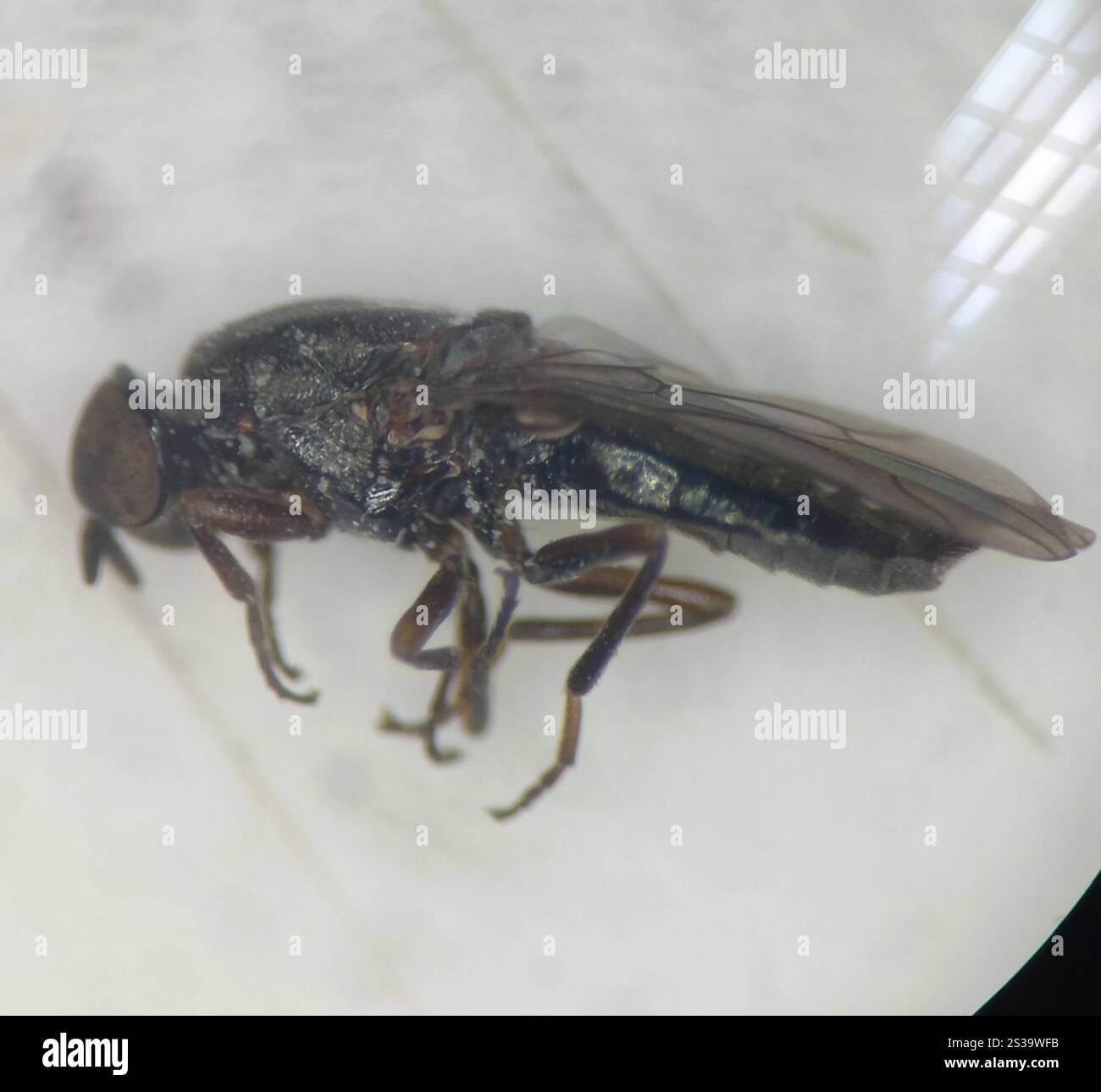 Scenopinus fenestralis hi-res stock photography and images - Alamy