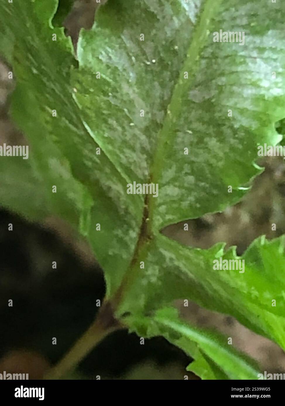 spider brake (Pteris multifida Stock Photo - Alamy